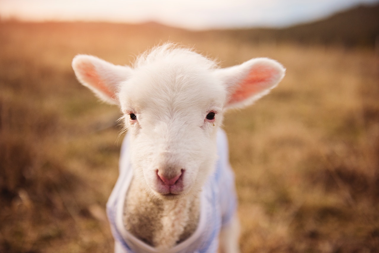 Popular Wool Day event in Fenelon Falls to be considered for grant ...