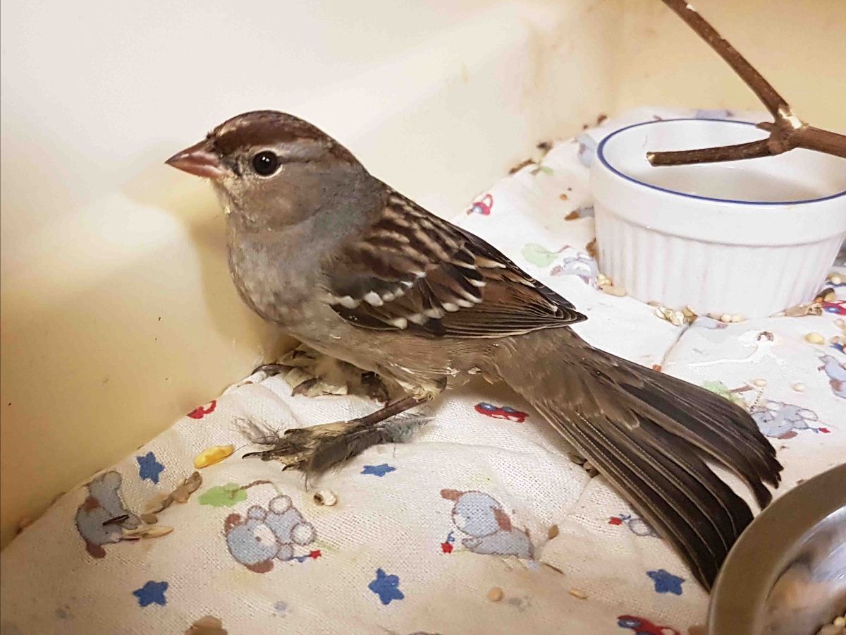 Free as a bird — Lindsay Advocate