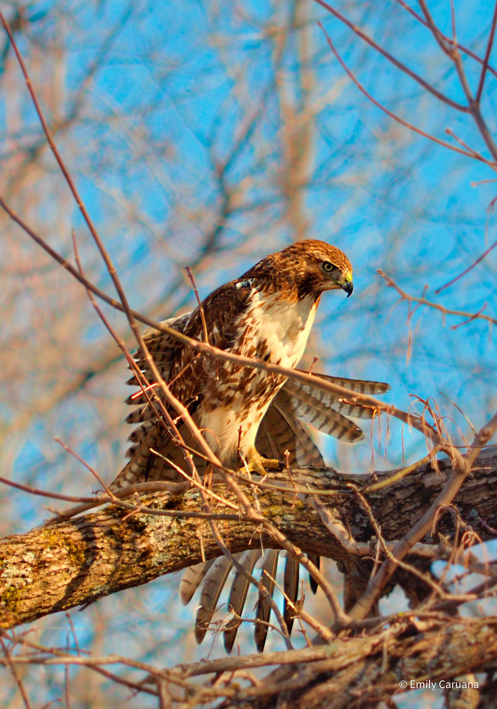 Birds: With a little help from their friends — Lindsay Advocate