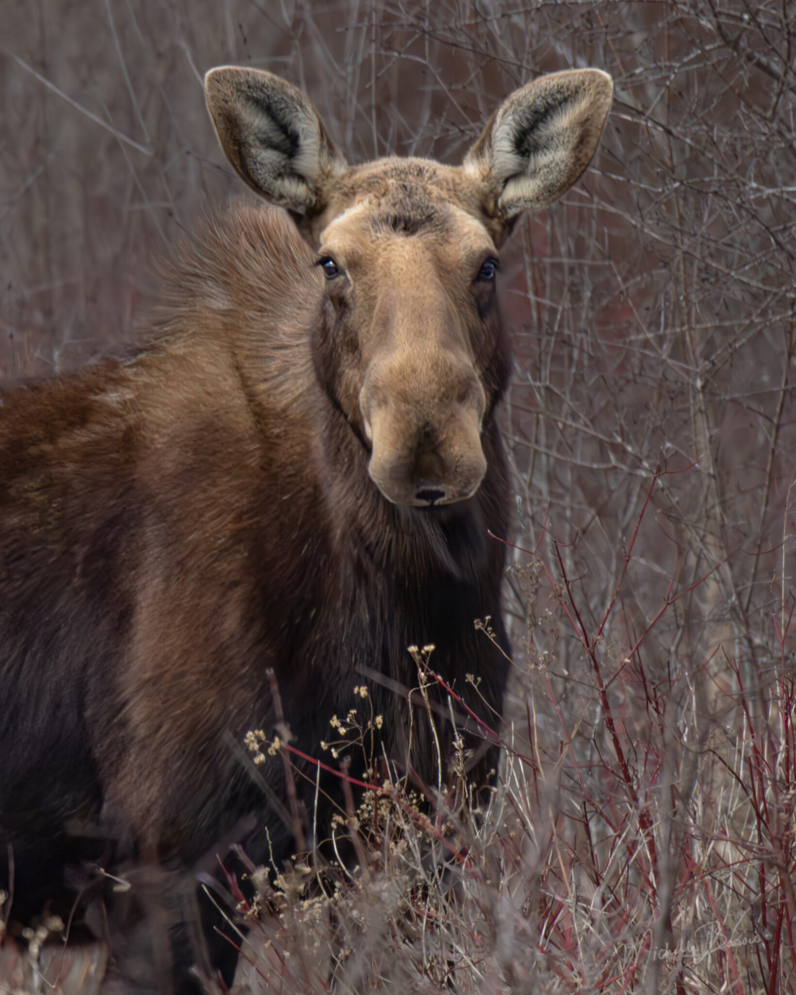 Growing moose sightings are cause for awareness and caution — Lindsay ...